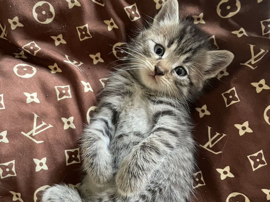 Котята мышеловы