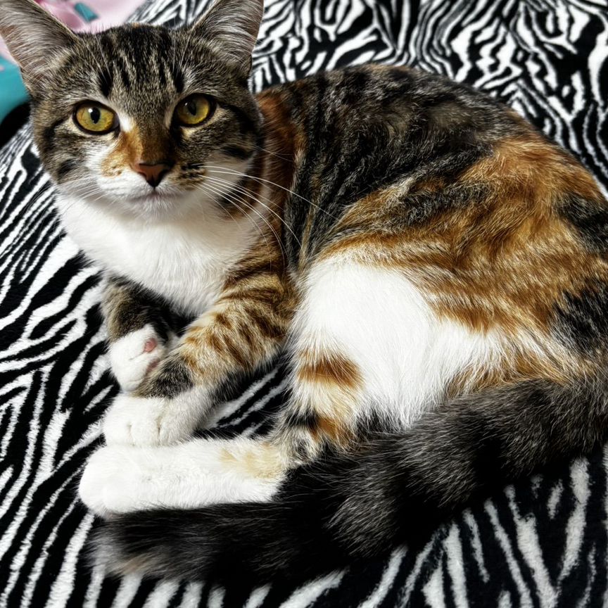 Взрослая кошка в добрые руки