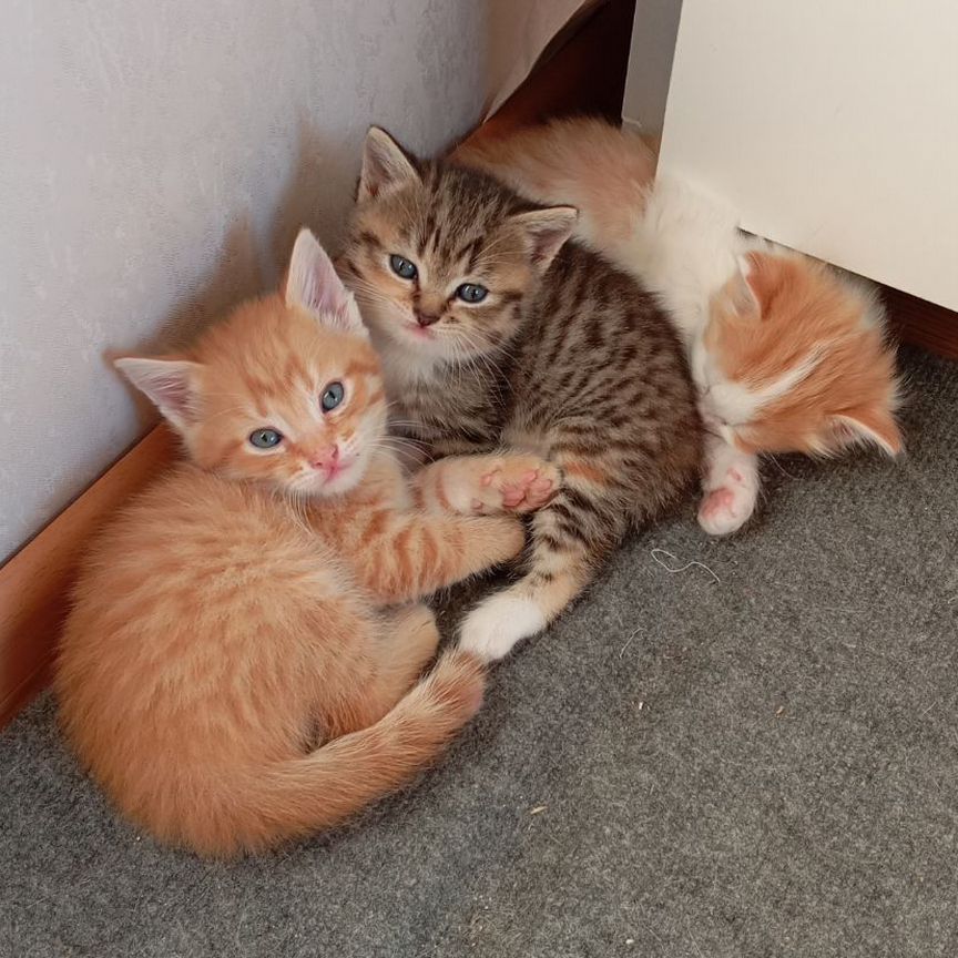 Отдам котят