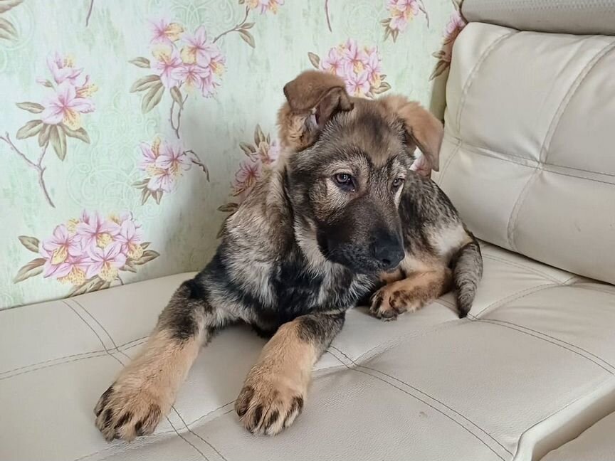 Щенок немецкой овчарки рр