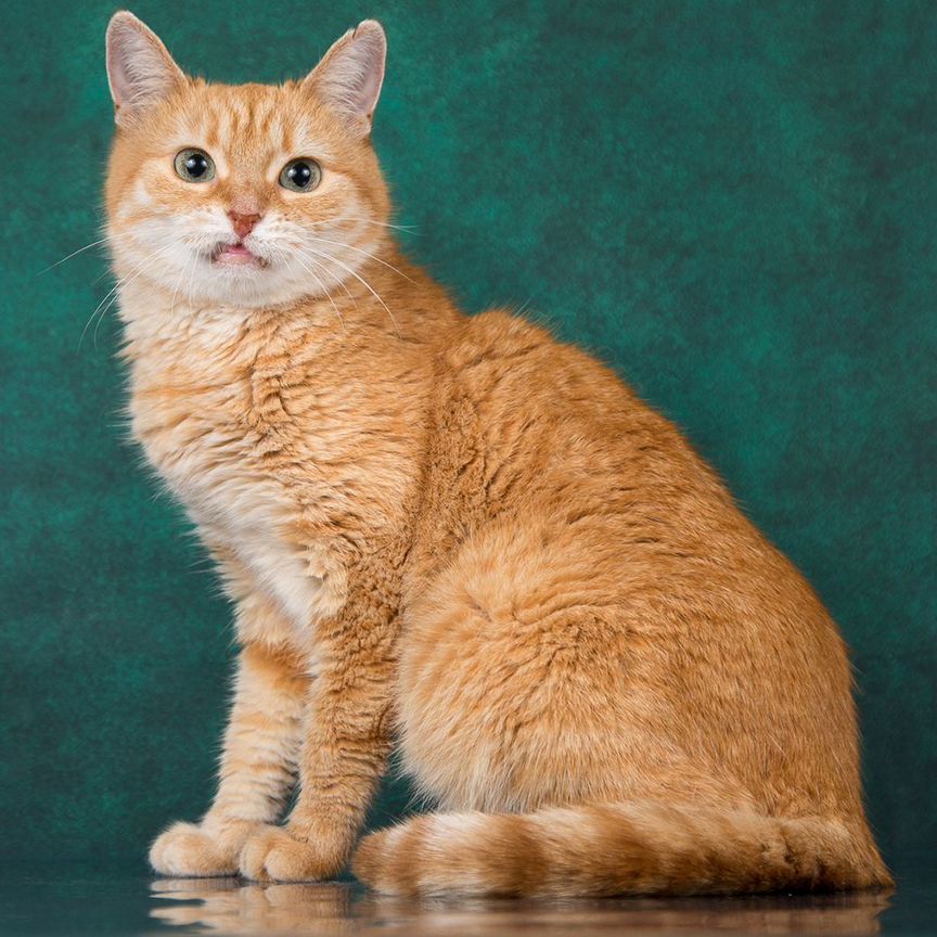Рыжая кошка ищет дом, 6 лет