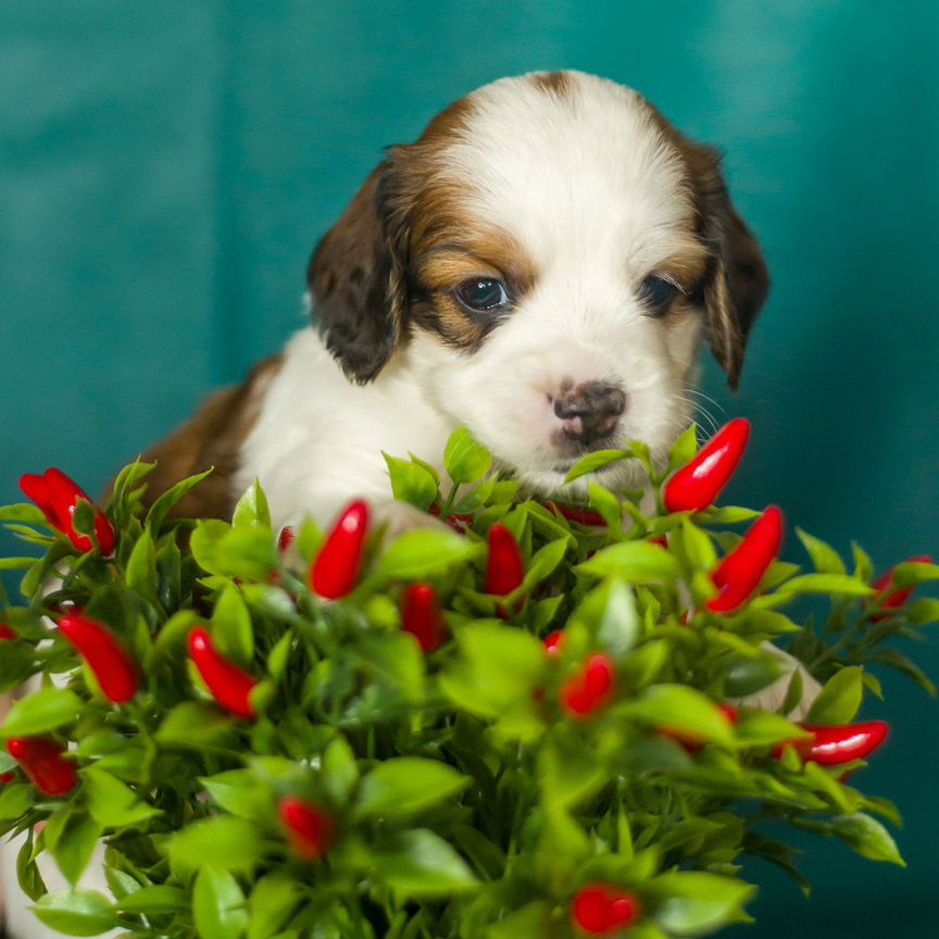 Щенки нидерландского койкерхондье (голландского сп