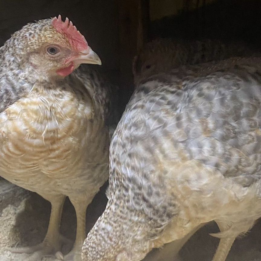 Барневельдер молодые петухи