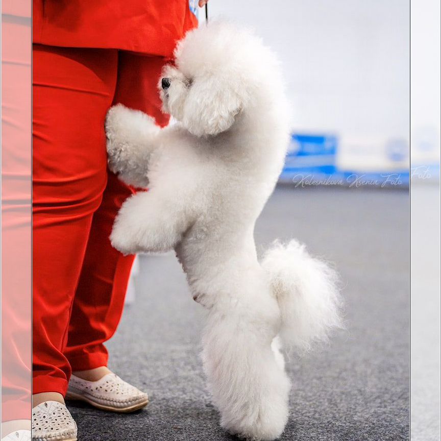 Бишон фризе, вязка