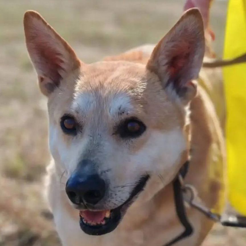 Взрослый пёс в добрые руки