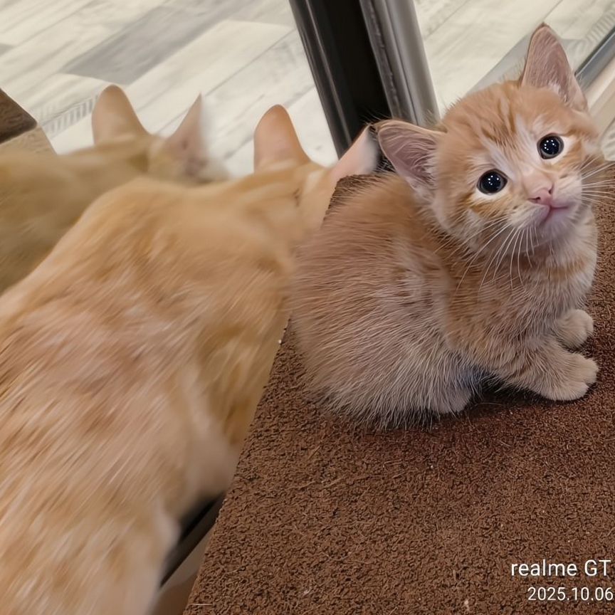 Котёнок от частного владельца
