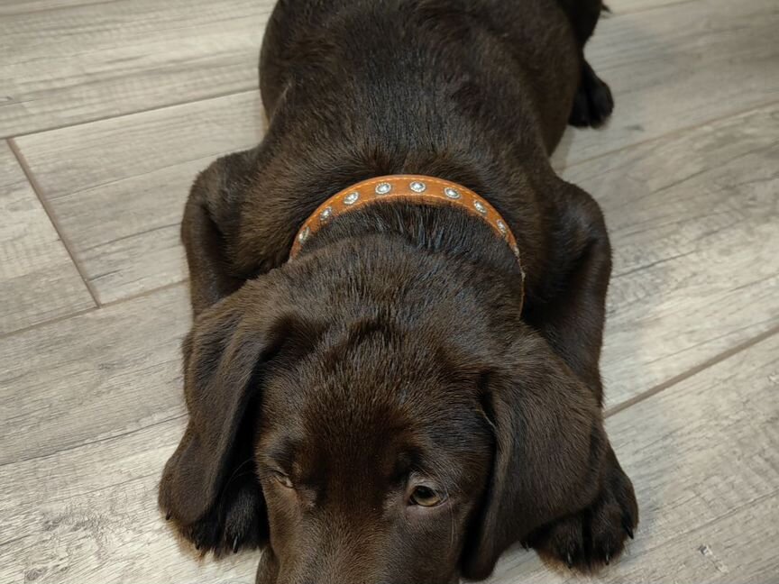 Щенок Лабрадора