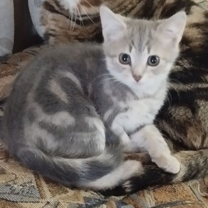 Котенок