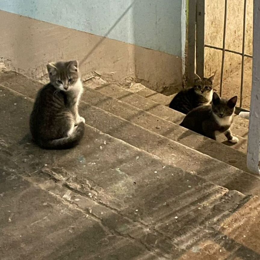 Котята нужна помощь