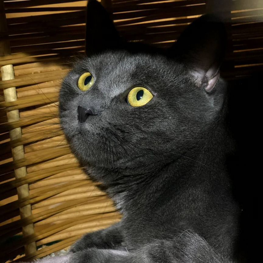 Котик метис