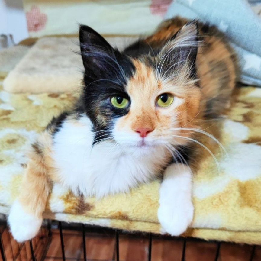 Трёх цветная стерилизованная кошечка