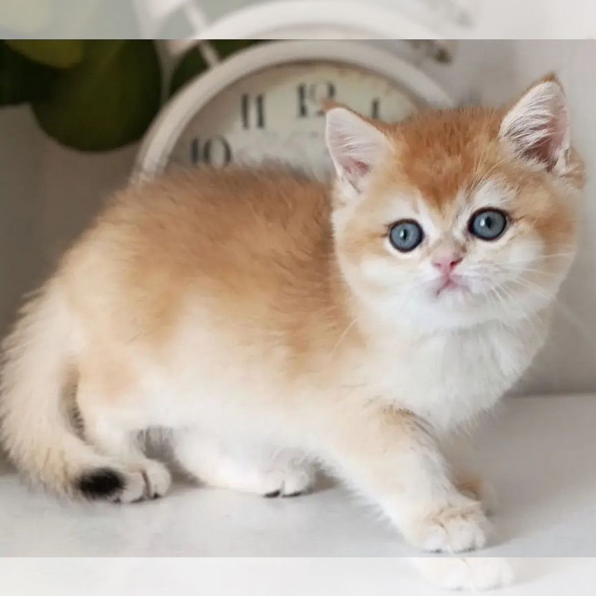 Британский короткошёрстный котёнок