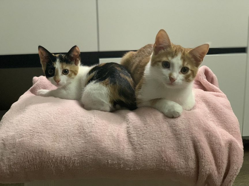 Чудные котята