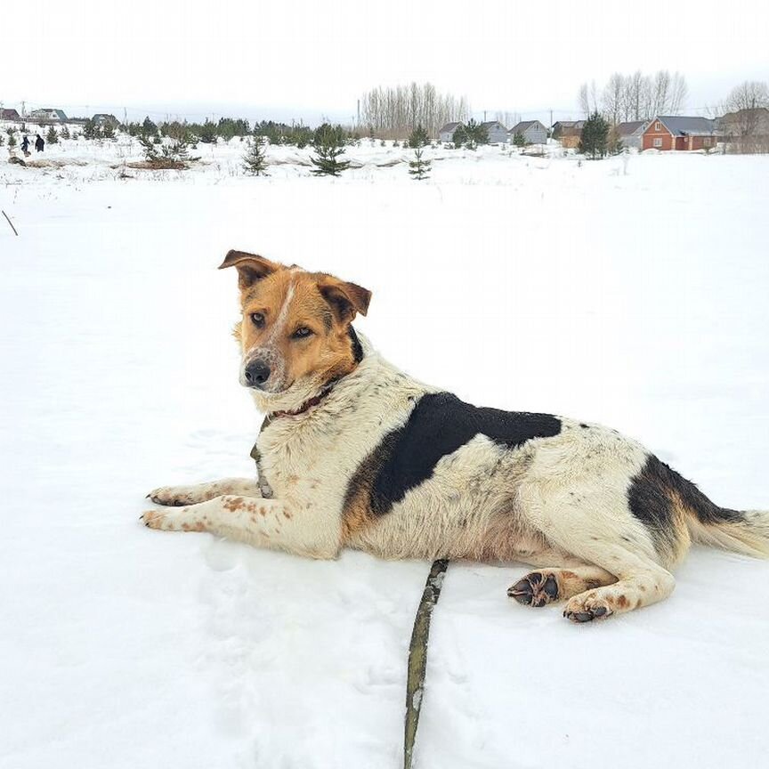 Лёвушка в поиске дома