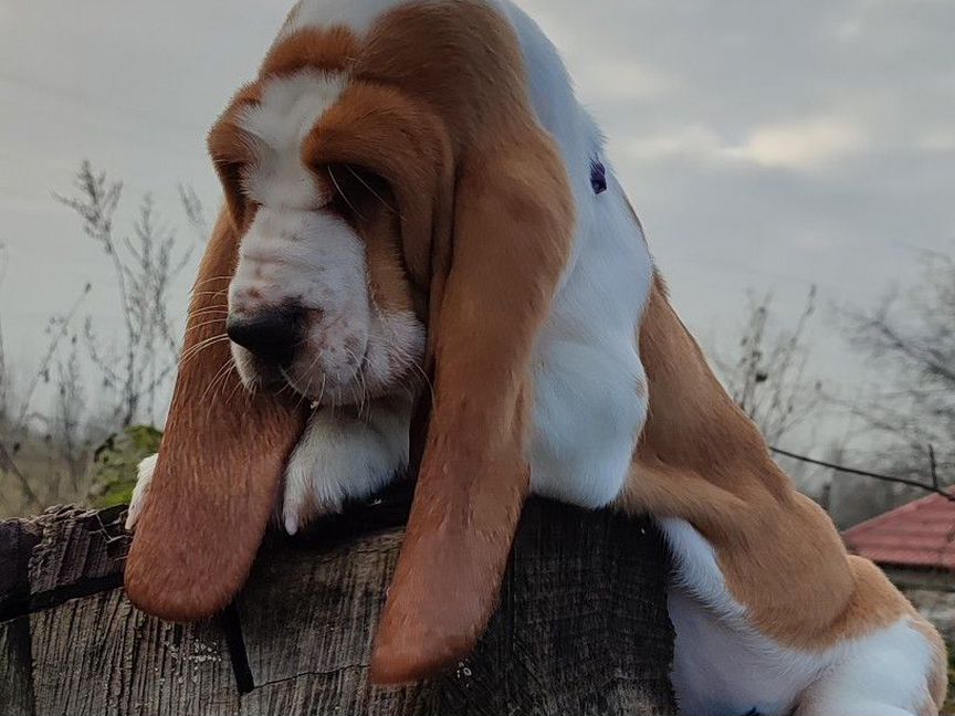 Девочка Бассет