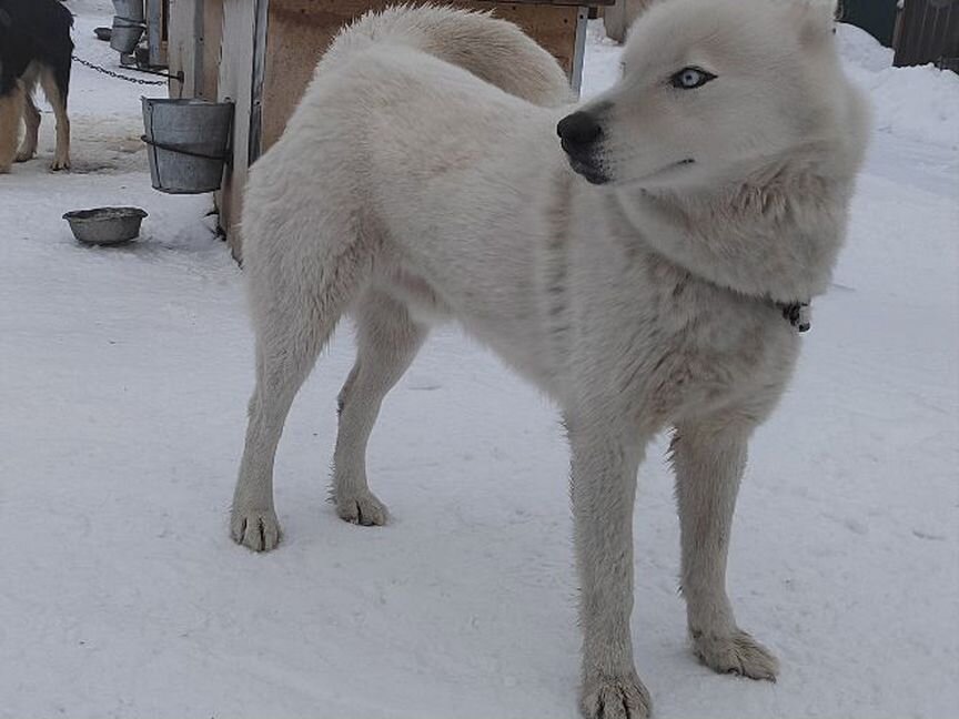 Хаски, попал в отлов