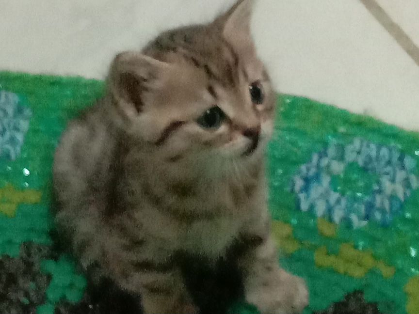 Британские котята
