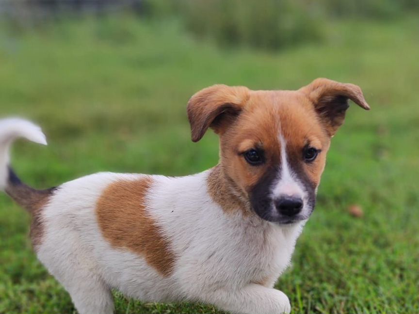 Щенок девочка около 3 месяцев