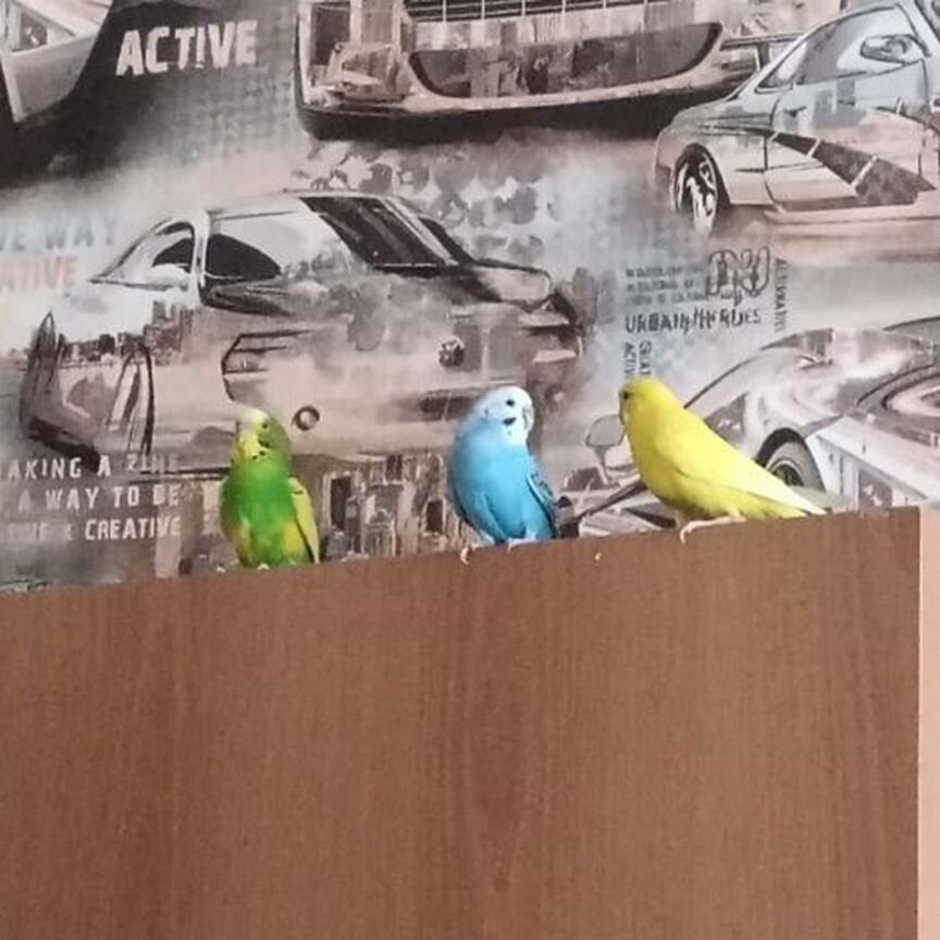 Волнистый попугай