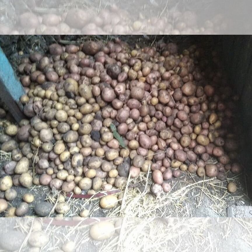 Картофель на корм скоту