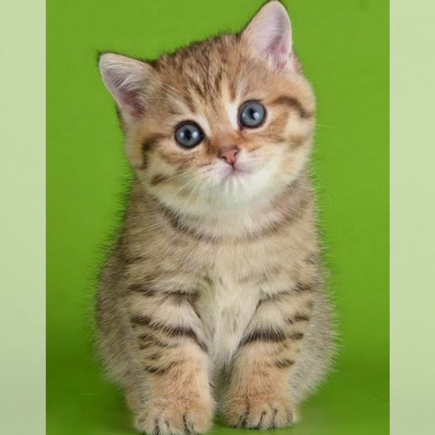Шотландский прямоухий короткошёрстный котёнок
