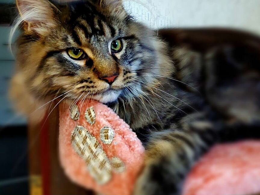 Кот Мейн-кун вязка