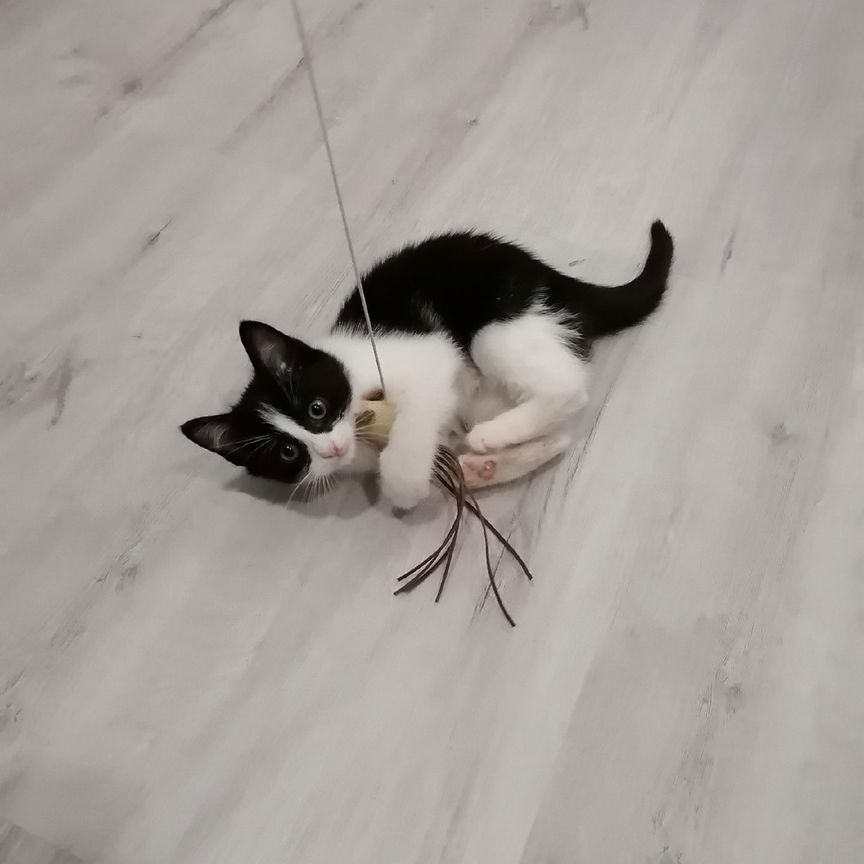 Котенок с красивым именем Флоренс ищет дом