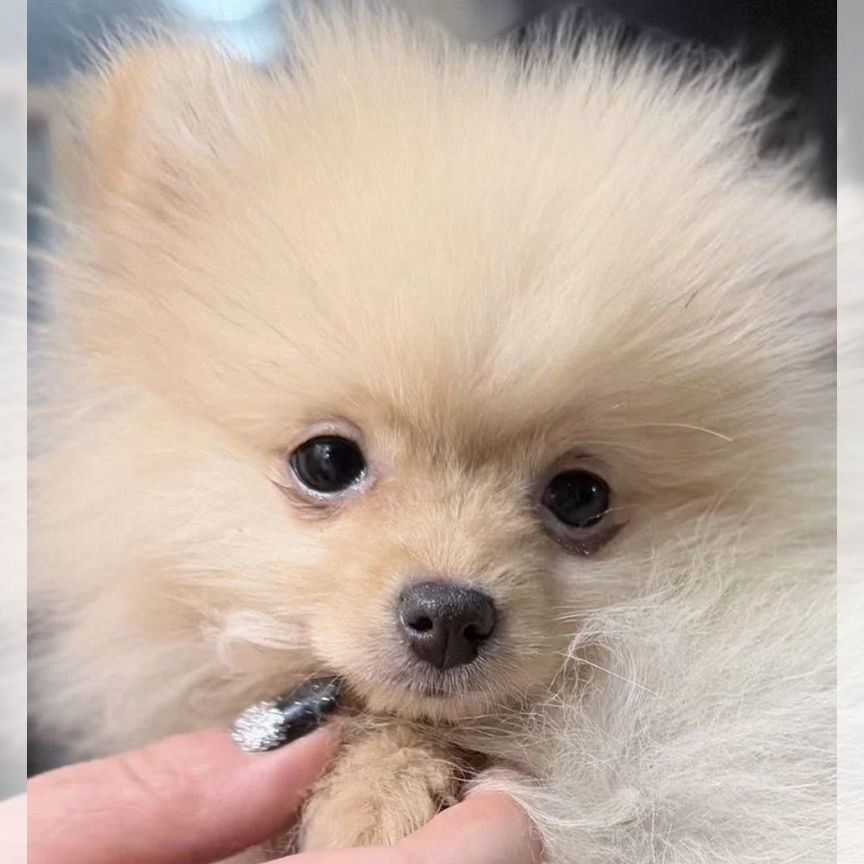 Померанский шпиц, щенок