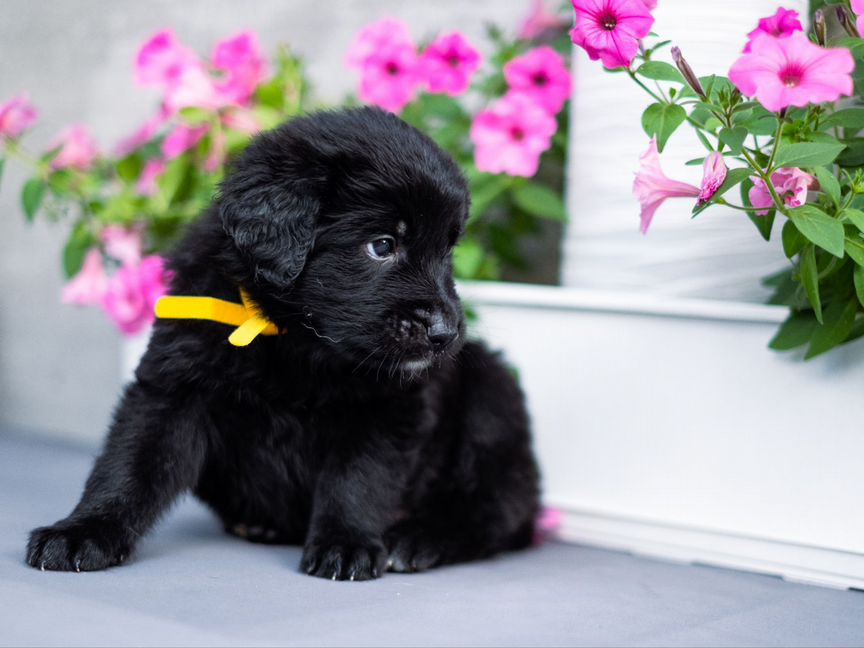 Классный щенок-мальчишка в добрые руки