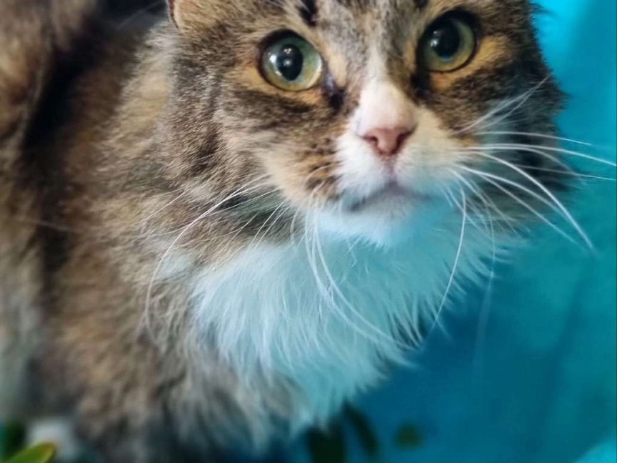Сибирская кошка