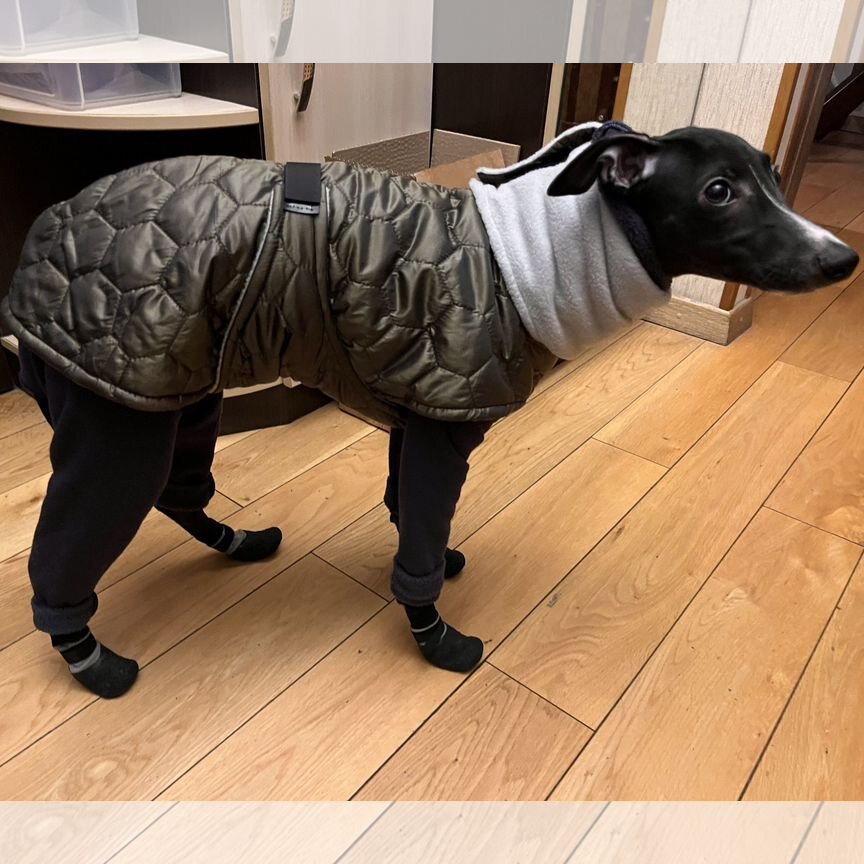 Попона для левретки или щенка уиппета