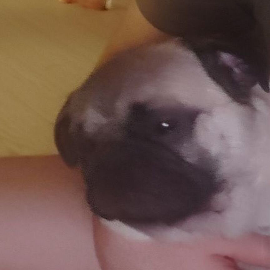 Мопс, взрослый пёс