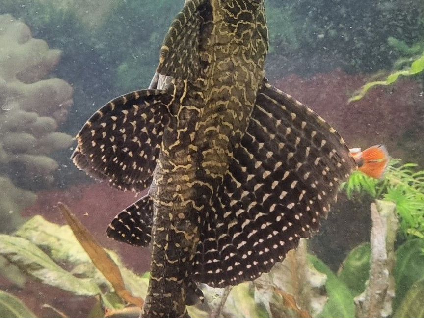 Птеригоплихт (Парчовый сом)