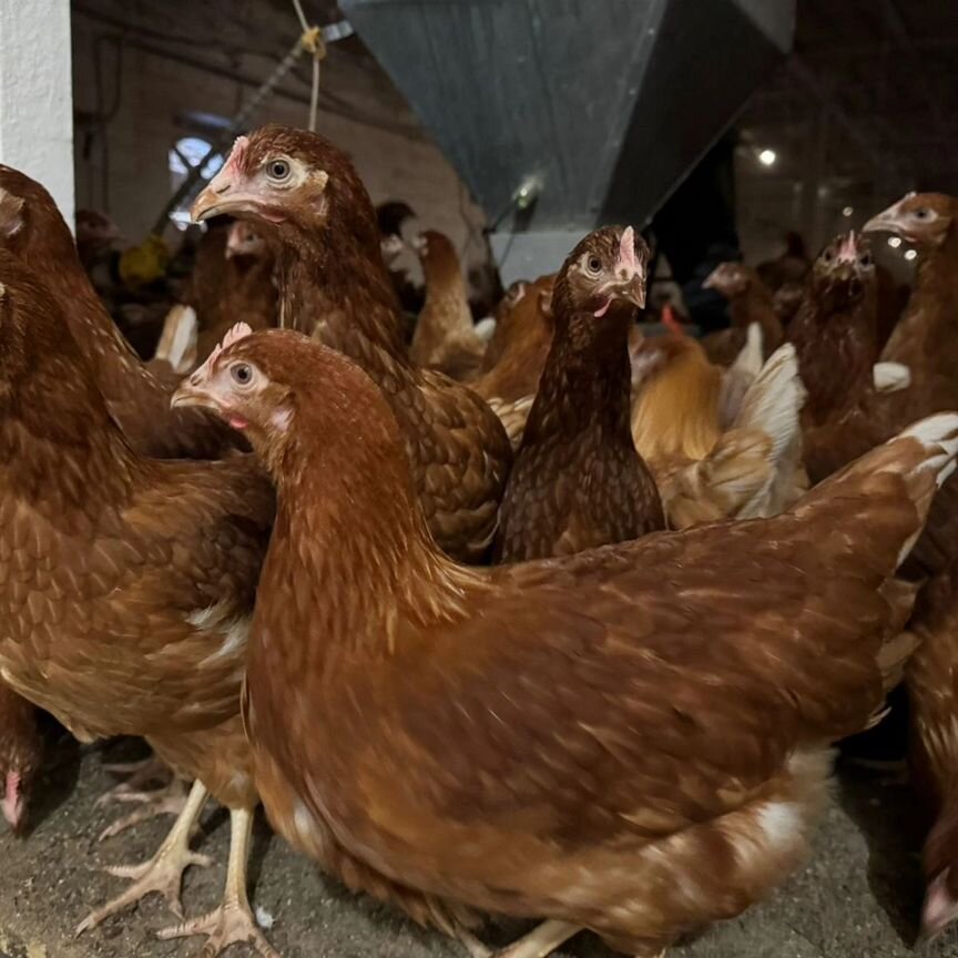 Куры несушки оптом