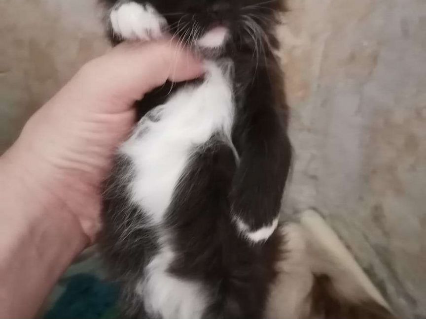 Отдам домашних котят