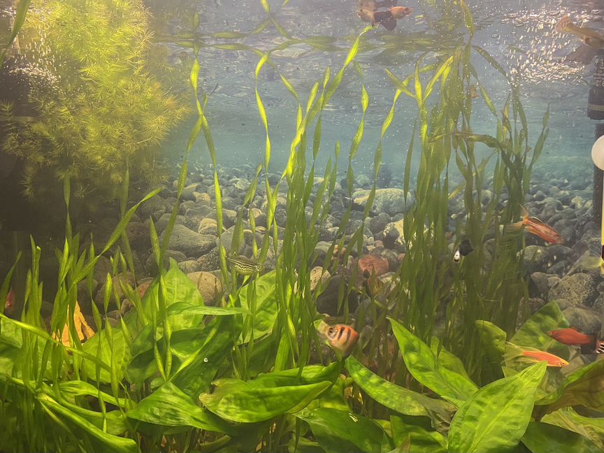 Аквариумные растения прополка