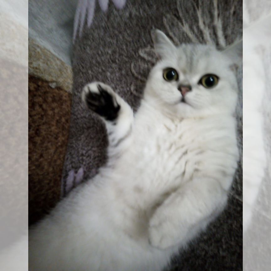 Шотландская серебристая шиншилла