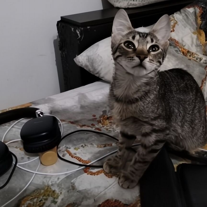 Котёнок в добрые руки