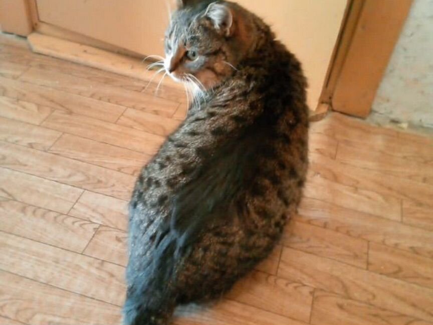 Кот на помойке в СНТ