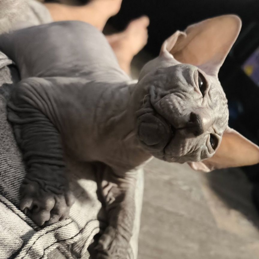 Донской Сфинкс Котенок