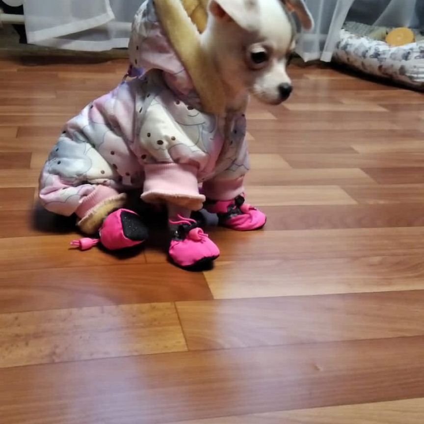 Продам Чихуахуа, девочка 2,5 месяца