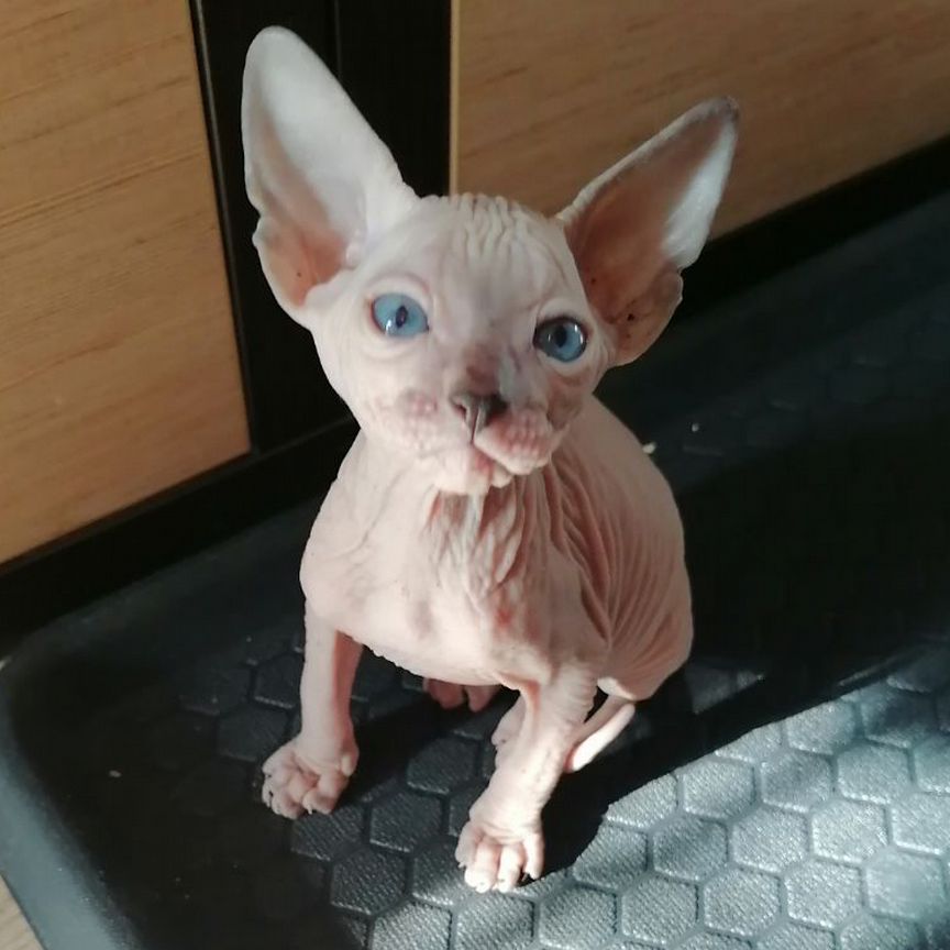Донской сфинкс котёнок