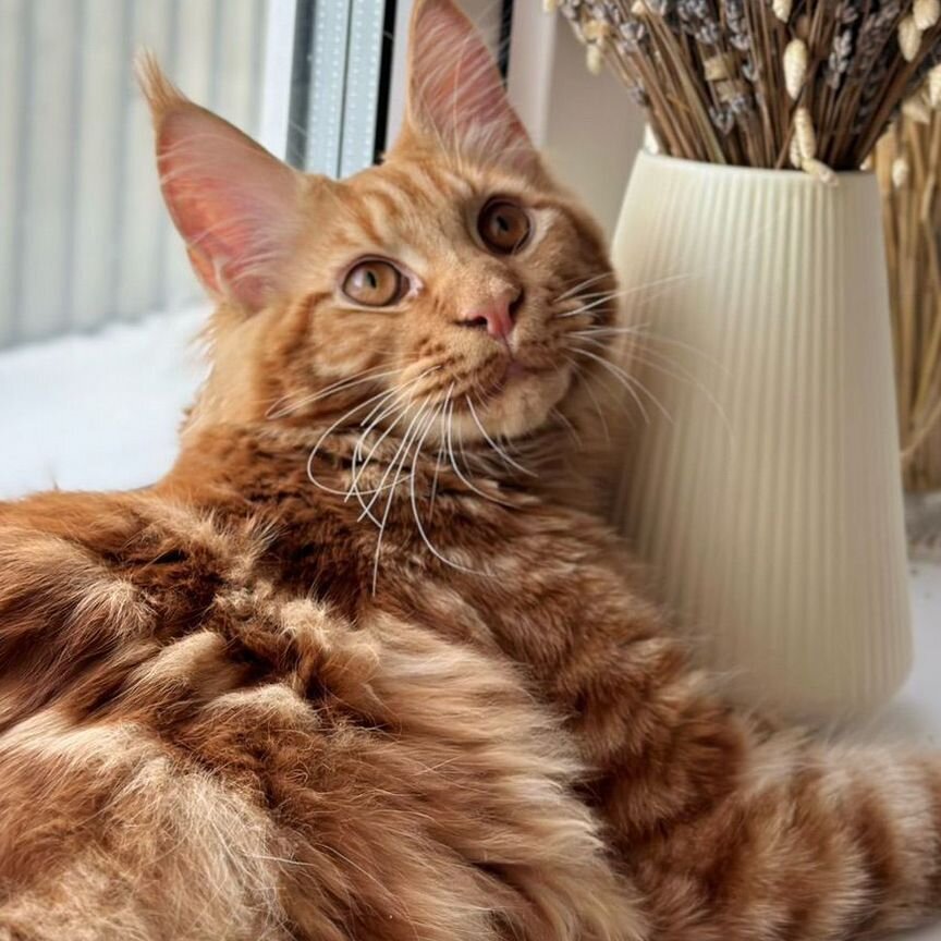 Вязка кошек