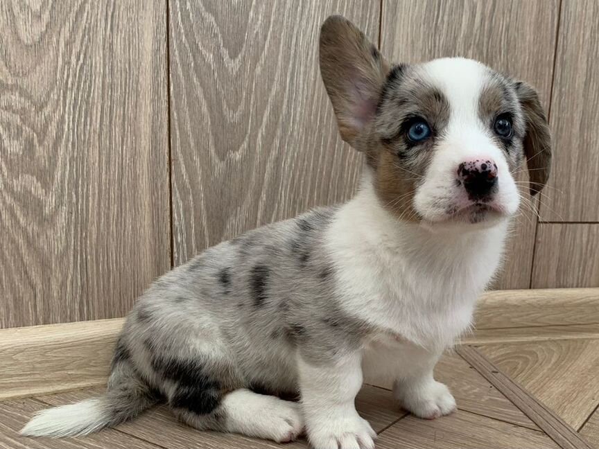 Вельш-корги кардиган мраморный