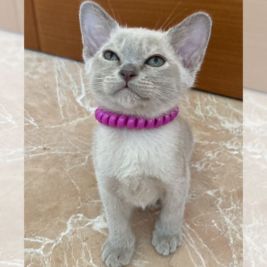 Европейский бурманский котёнок