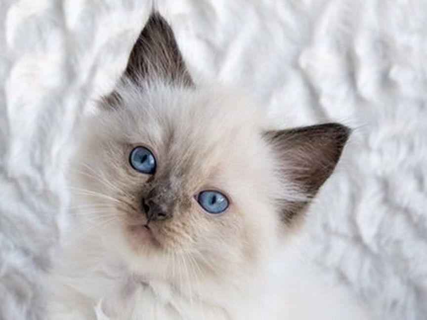 Невская маскарадная котенок