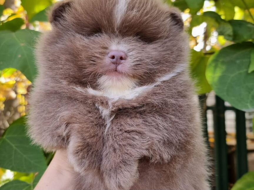 Щенки шпиц померанец