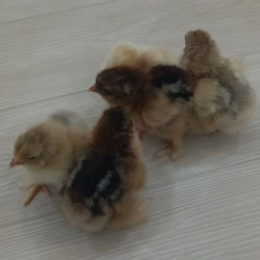 Продам цыплят (порода брама)