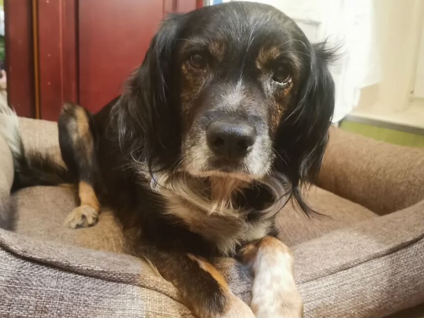 Дик ищет семью