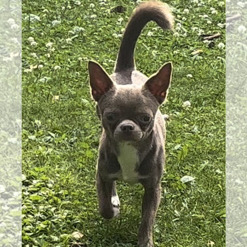 Чихуахуа, взрослый пёс